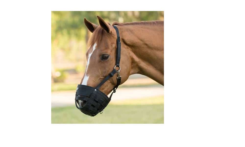 Grazing Muzzles Save The Day - COWGIRL Magazine
