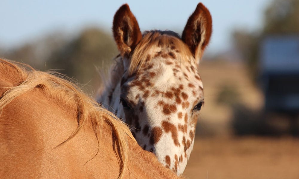 The 10 Most Popular Horse Breeds of the World - COWGIRL Magazine