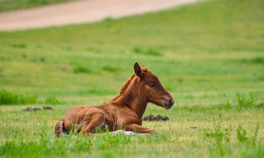 6 Facts About Foals That You Should Know - COWGIRL Magazine