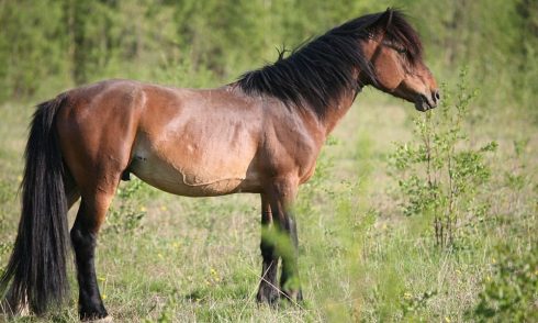 5 Helpful Herbs For Your Horse - COWGIRL Magazine