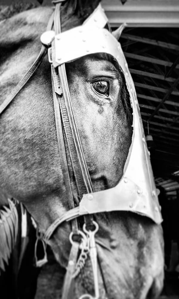 This Equestrian Wonder Woman Is On A Mission To Inspire - COWGIRL Magazine