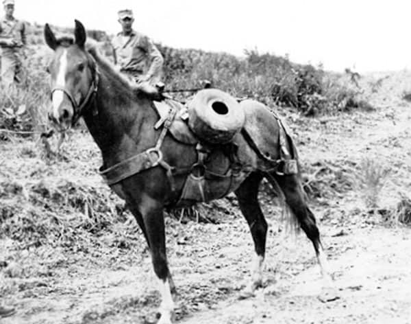 10 Incredible Photos Of Sergeant Reckless, The Most Decorated War Horse ...